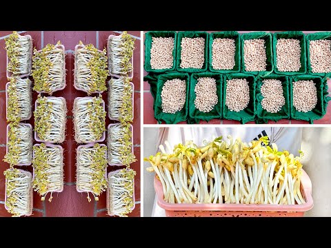 First Time Making Bean Sprouts From Peanuts And The End Is Unexpected