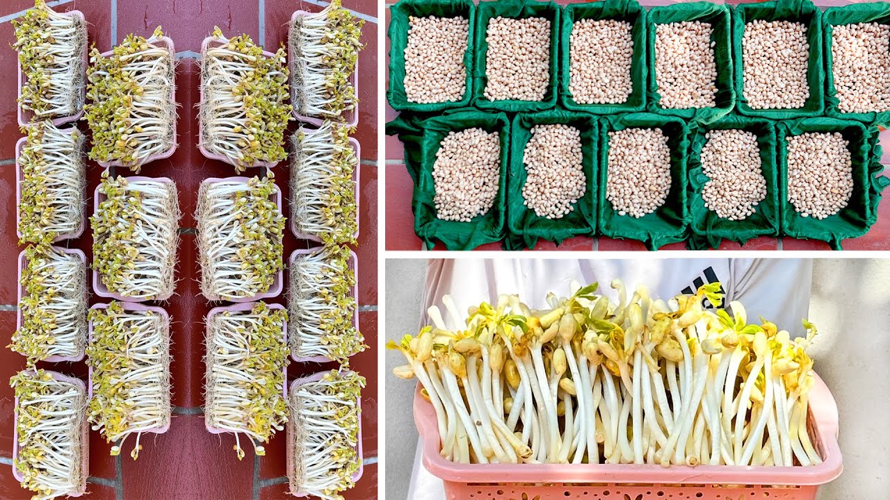 First Time Making Bean Sprouts From Peanuts And The End Is Unexpected ...