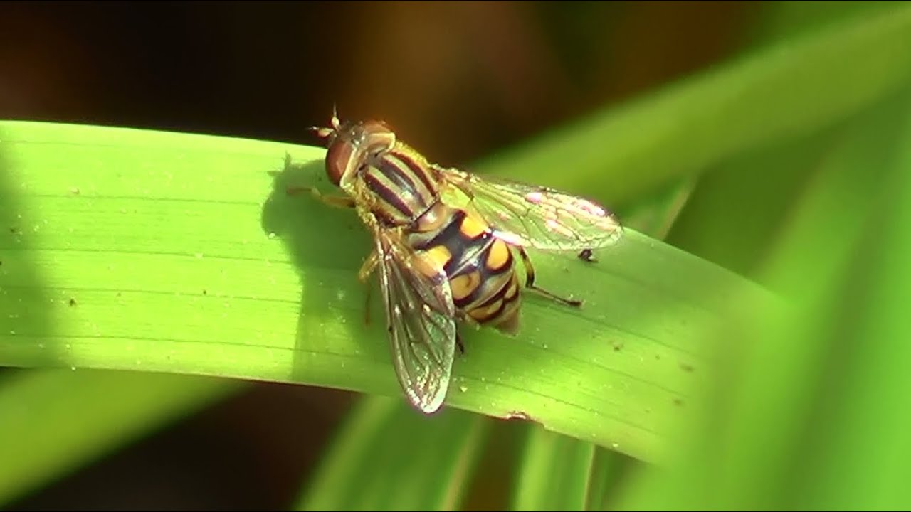 Common Bog Fly 1 - YouTube