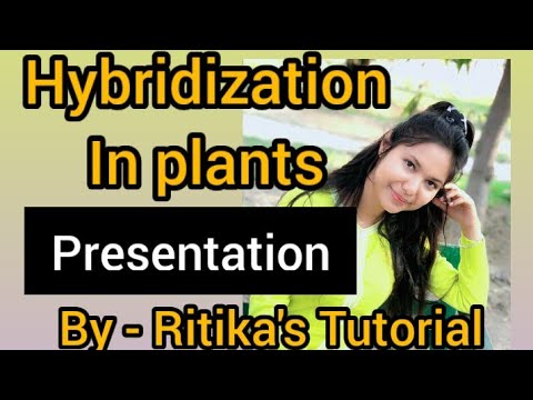 What is Hybridization in plants ( Hindi) #Ritika's tutorial - YouTube