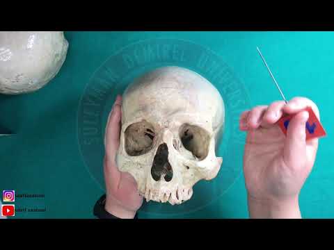 Cranium Bütünü ve Fossa'lar 1 (Kafa İskeleti Bütünü)