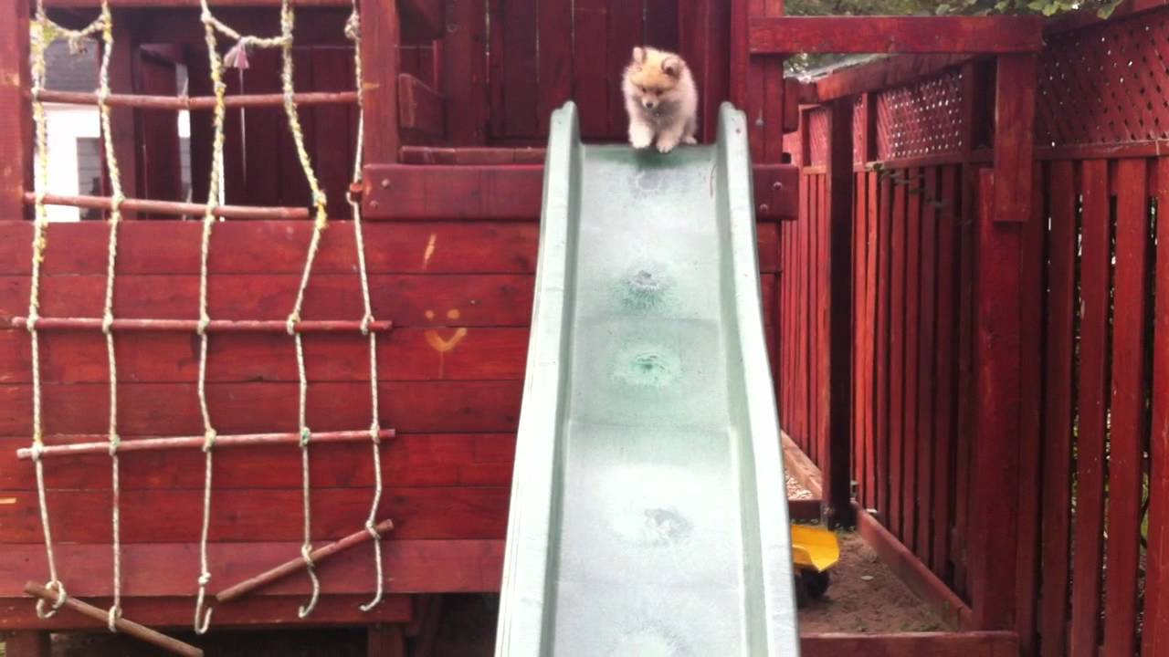 Pomeranian dog going down slide - YouTube