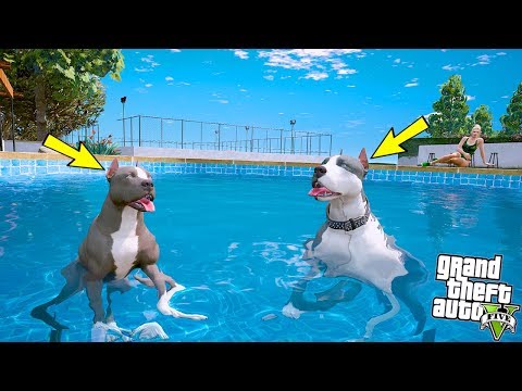 YAVRU PİTBULL ABİSİ KAOS'TAN YÜZMEYİ ÖĞRENİYOR! - GTA 5