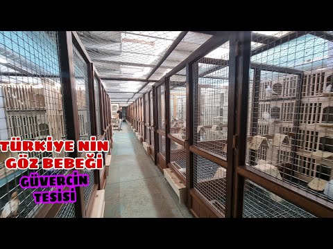 GAZİANTEP TE RÜYA GİBİ GÜVERCİN TESİSİ 10 LARCA IRK  SON SİSTEM KÜMESLER