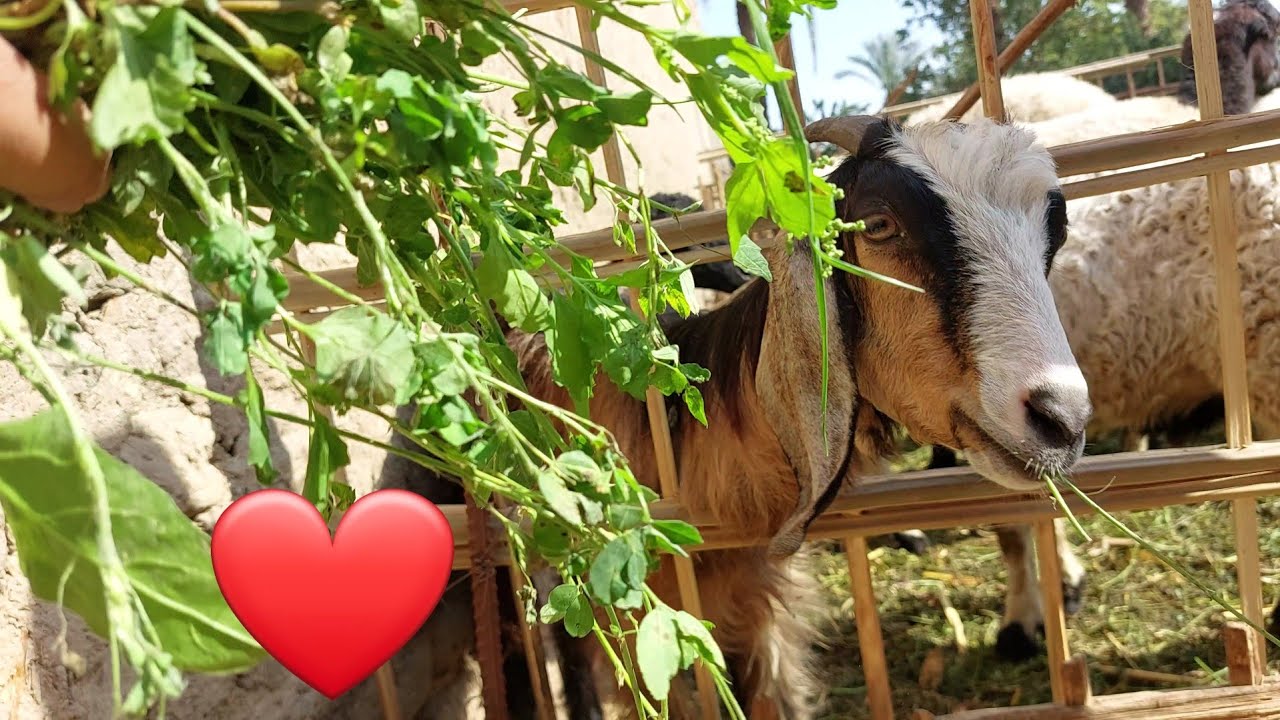 How do goats eat, mate, live and reproduce? - YouTube