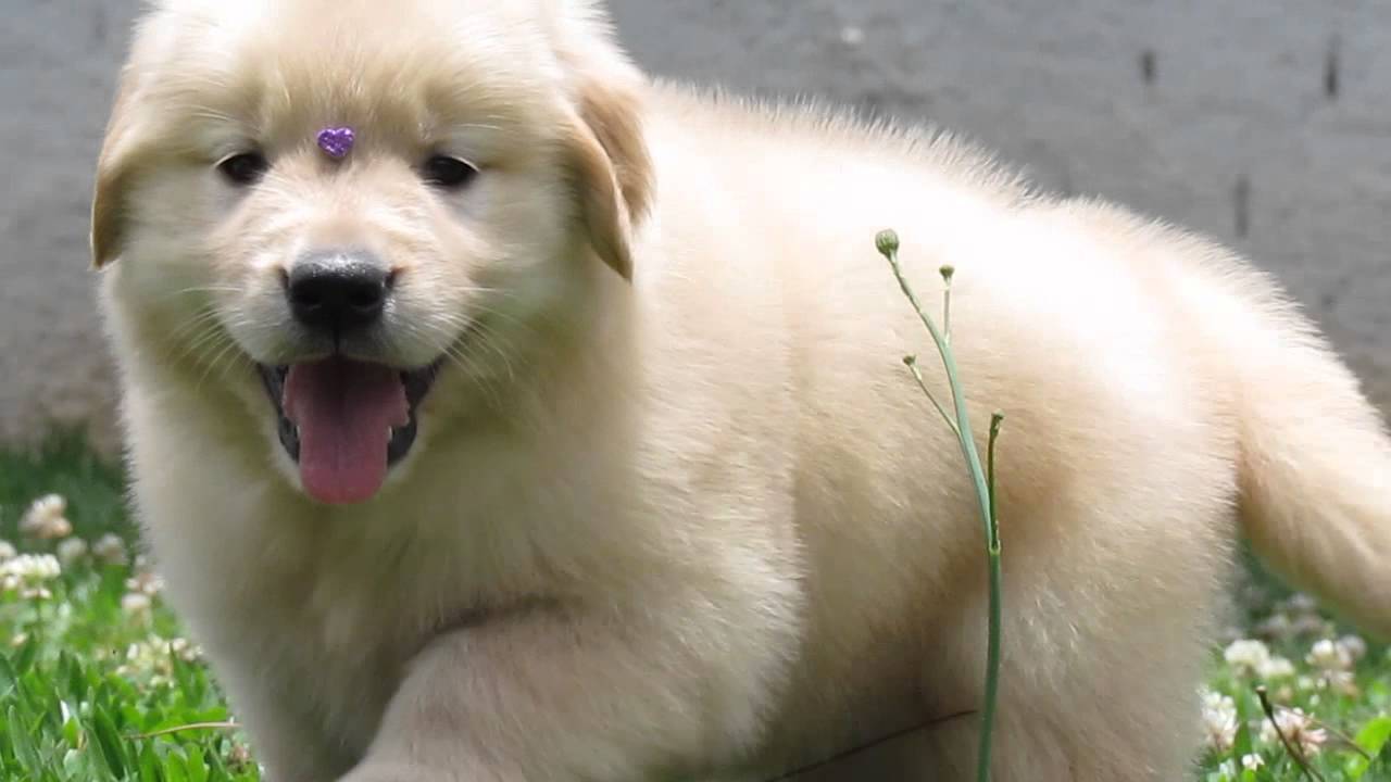 Golden Retriever Filhote aos 50 dias| Preço e onde comprar www ...