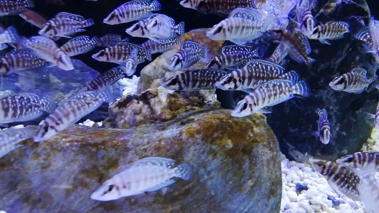 White Calvus cichlids around 1.25 inches - YouTube