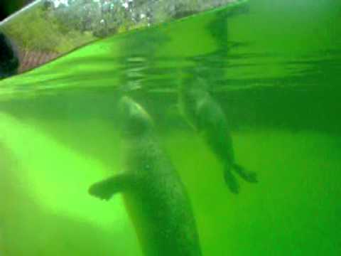 Blondie & Seal Pup _ SEA LIFE Oban - YouTube