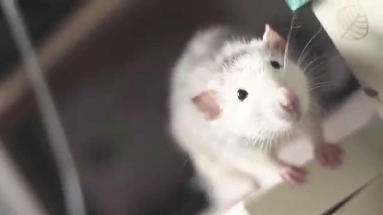 Richie The Rat - YouTube