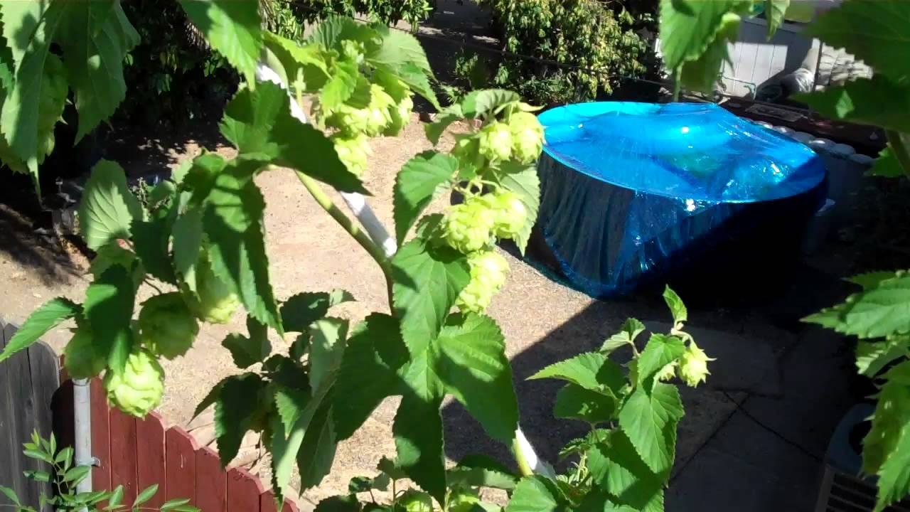 Nugget Hop Plants August - Video 2 - YouTube