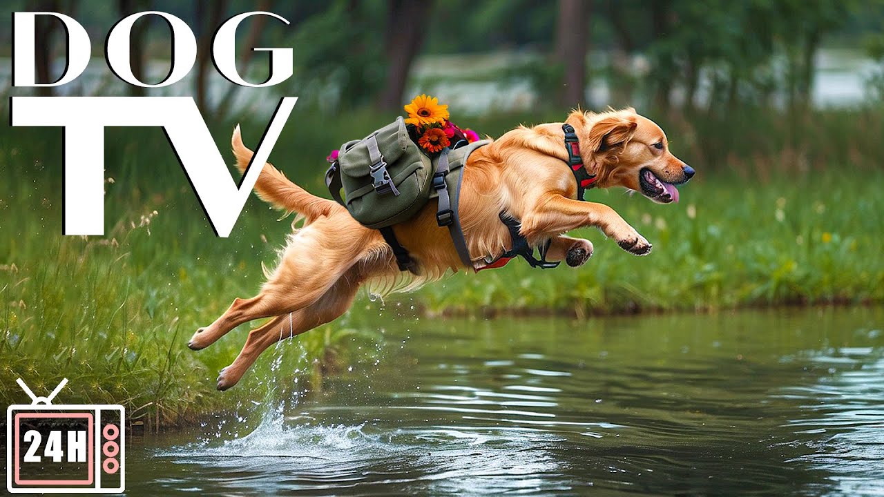 Dog TV Videos: Entertaining Video For Dogs To Watch With Music Relaxing ...