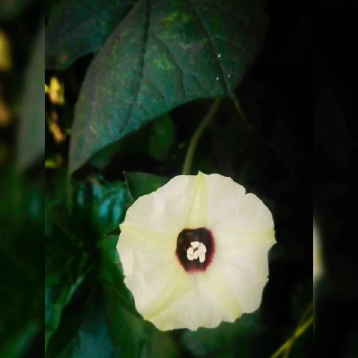 Flower of Merremia plant (মেরিমিয়া উদ্ভিদ এর ফুল ) - YouTube