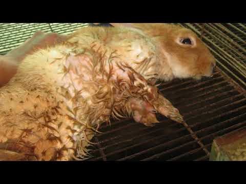 Pododermatitis en conejos - YouTube