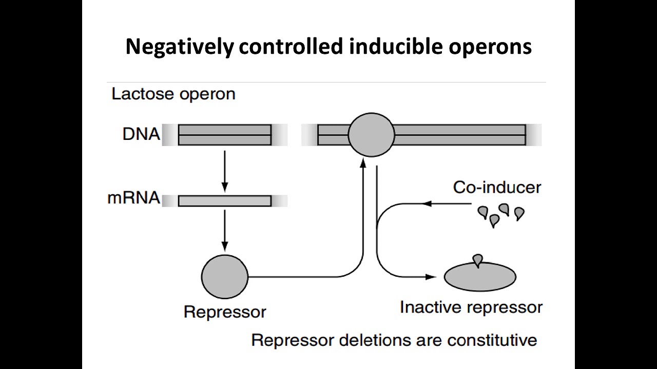 Types of Operons - YouTube