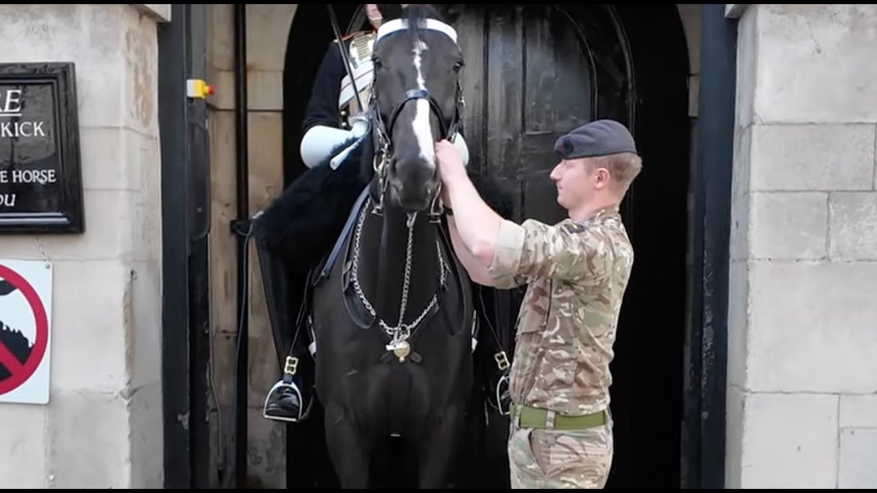 A Neigh of Gratitude: The Soldier and His Steed - YouTube