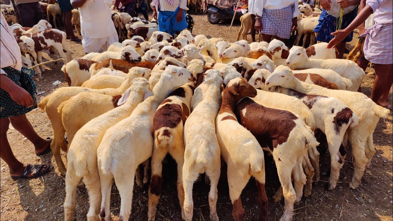 3 months sheep kids | gadhabolli sheep kids - YouTube