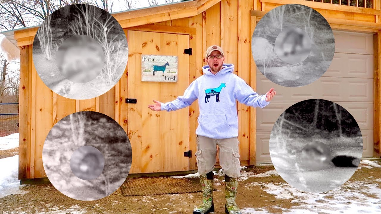 You won't BELIEVE the PREDATORS we FOUND on the HOMESTEAD & how we're ...