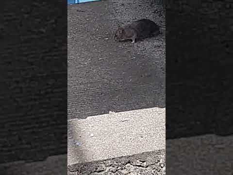 Random Rat That I Saw When I Went For A Walk On A Random Day - YouTube
