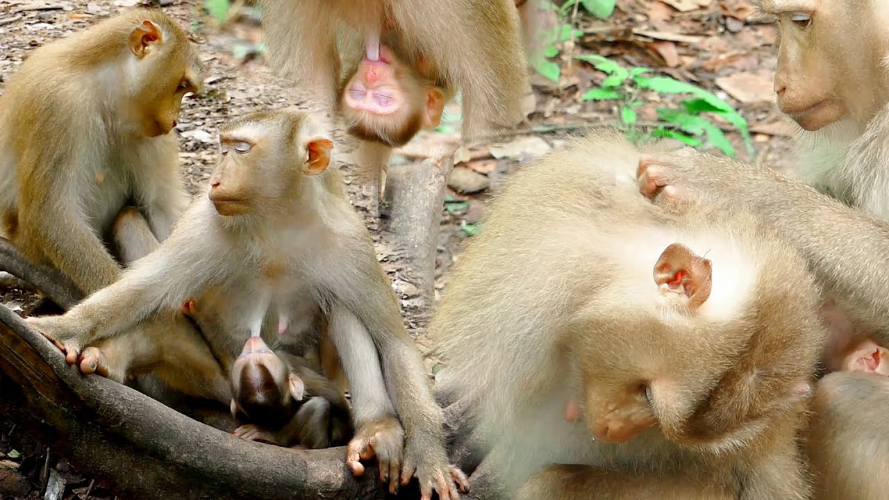 Unbelievable Bond: Watch So Adorable Monkey Julie Grooming KT's play ...