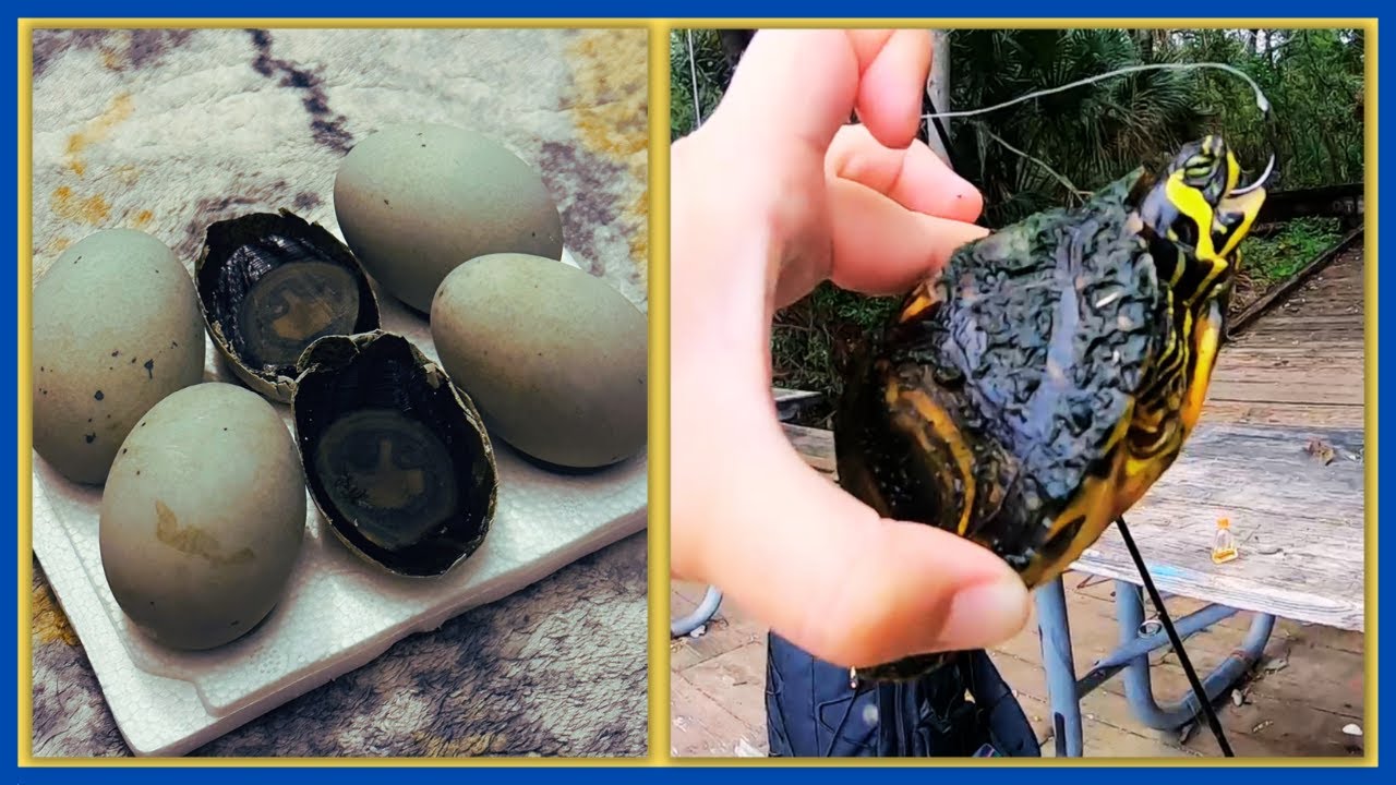 Strange Fishing: Catching Turtles Using Pungent Century Eggs (FULL ...