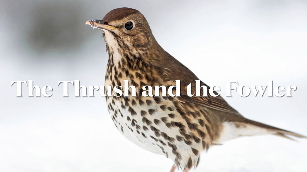 Aesop’s Fables The Thrush and the Fowler - YouTube