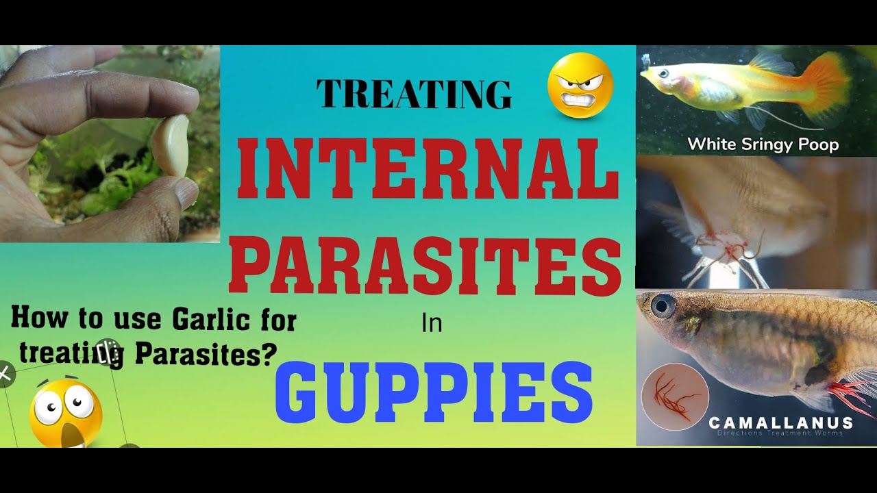 How to treat internal parasites in Guppies| Internal parasites in fish ...