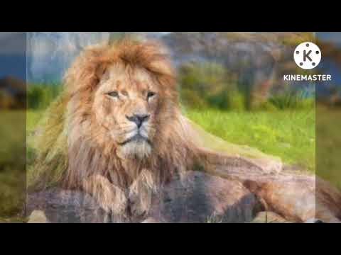 صوت زئير الأسد الغاضب Lion Roar# - YouTube