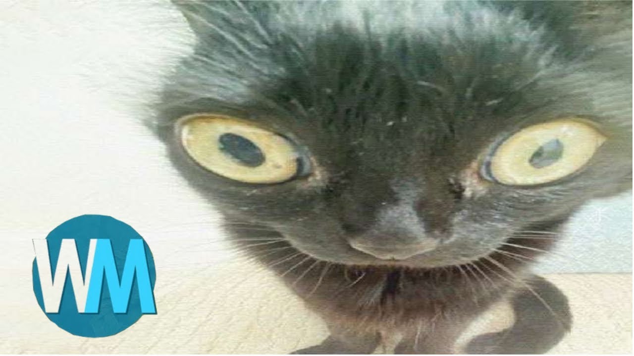 Top 5 Goofy Cats - YouTube