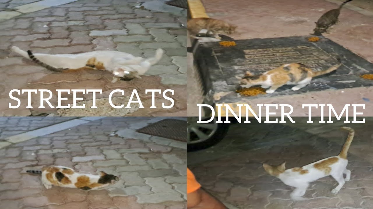 STREET CATS DINNER TIME - YouTube