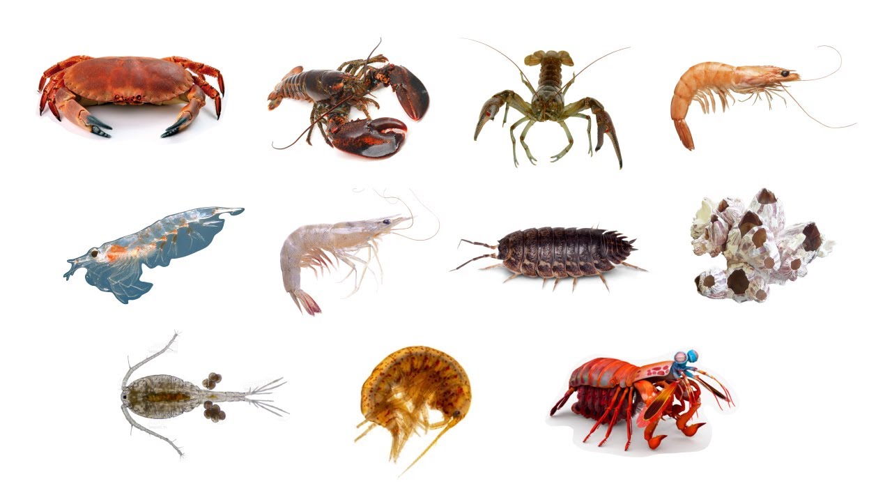 Crustaceans
