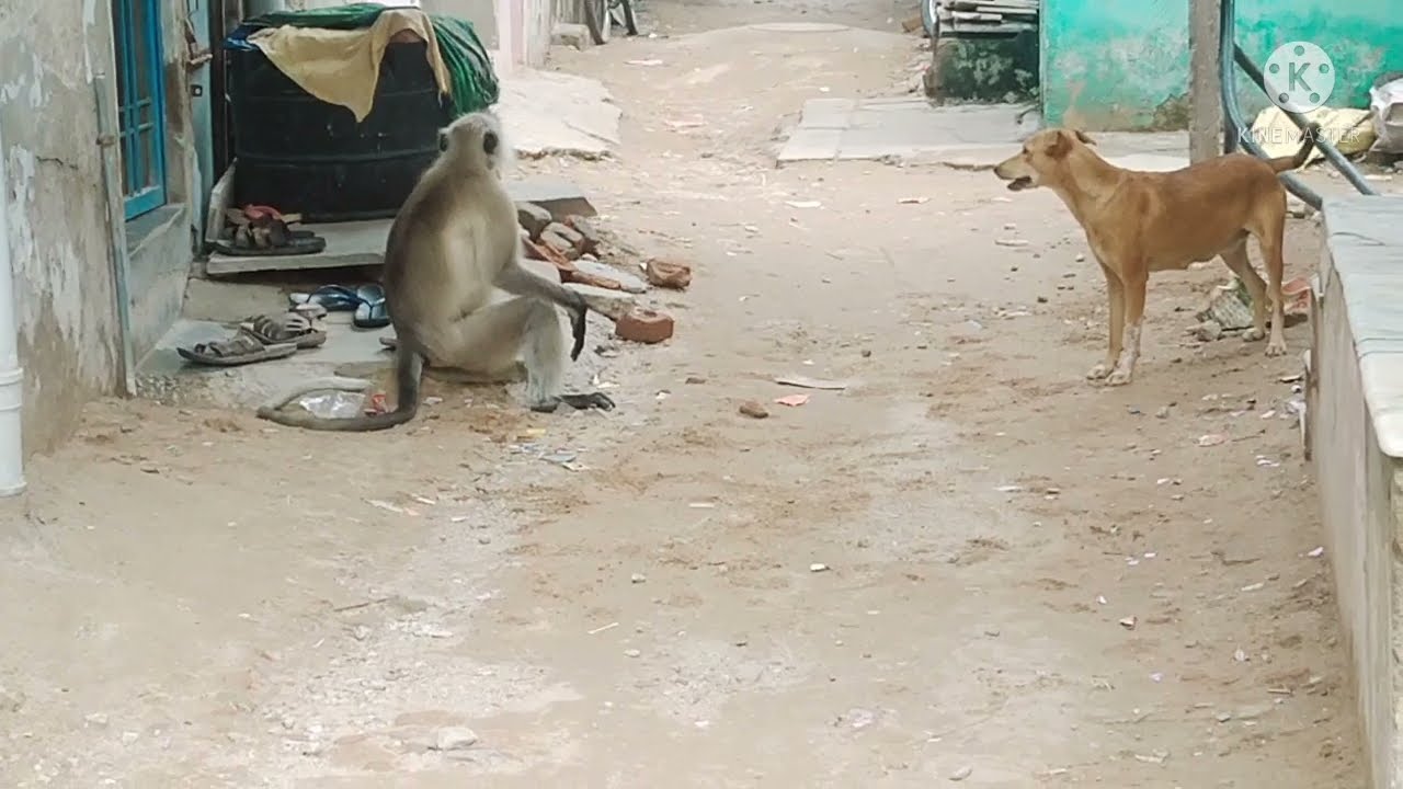 🐒Monkey and 🐕Dog fight! Funny video! Animals fight! - YouTube