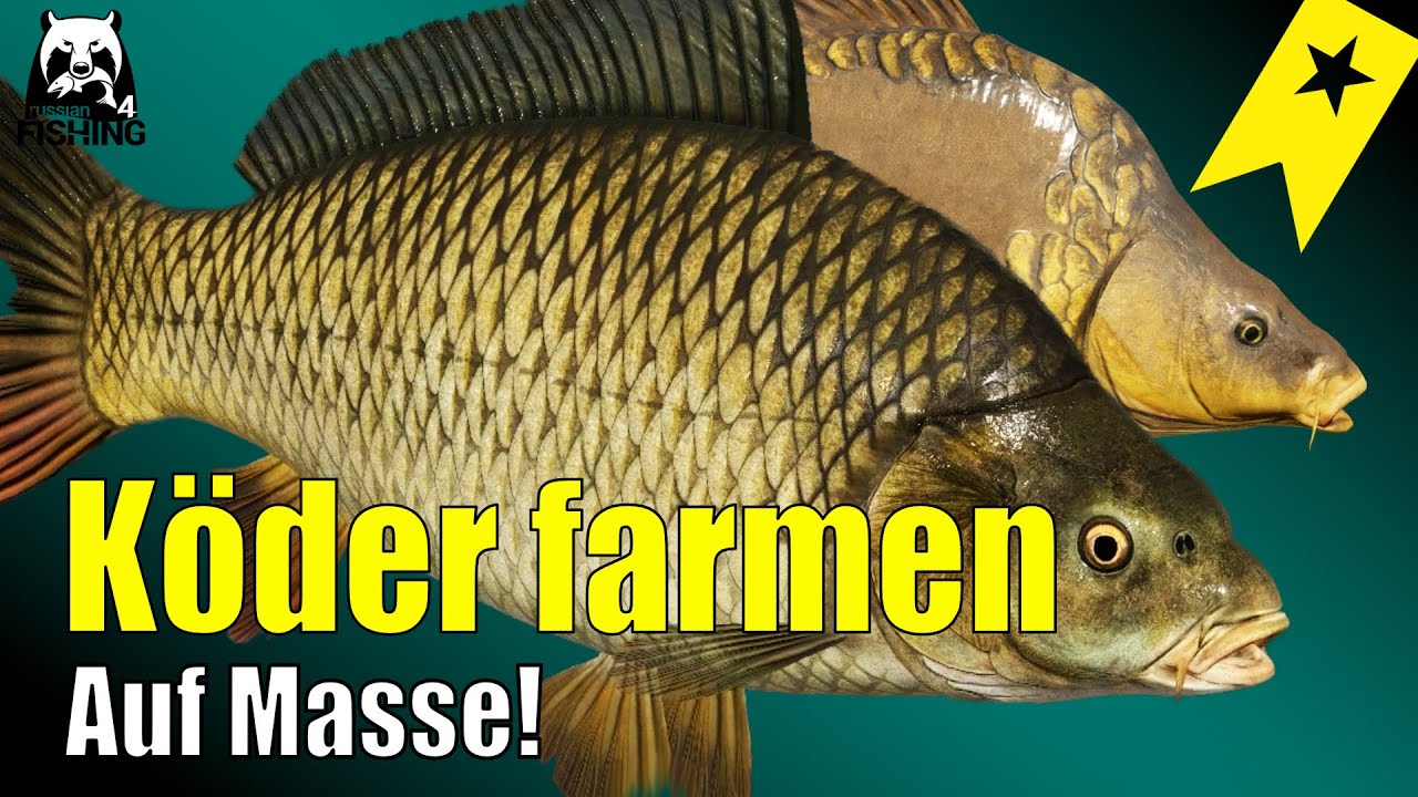 Russian Fishing 4 - Bernsteinsee - Karpfen für Fisch-Fetzen auf Masse # ...