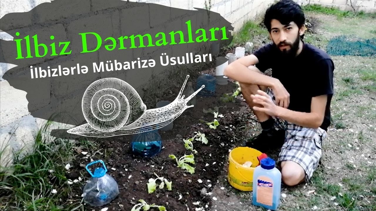 İlbiz dermani. İlbizlərlə mübarizə üsulları. Sümüklü böcek - YouTube