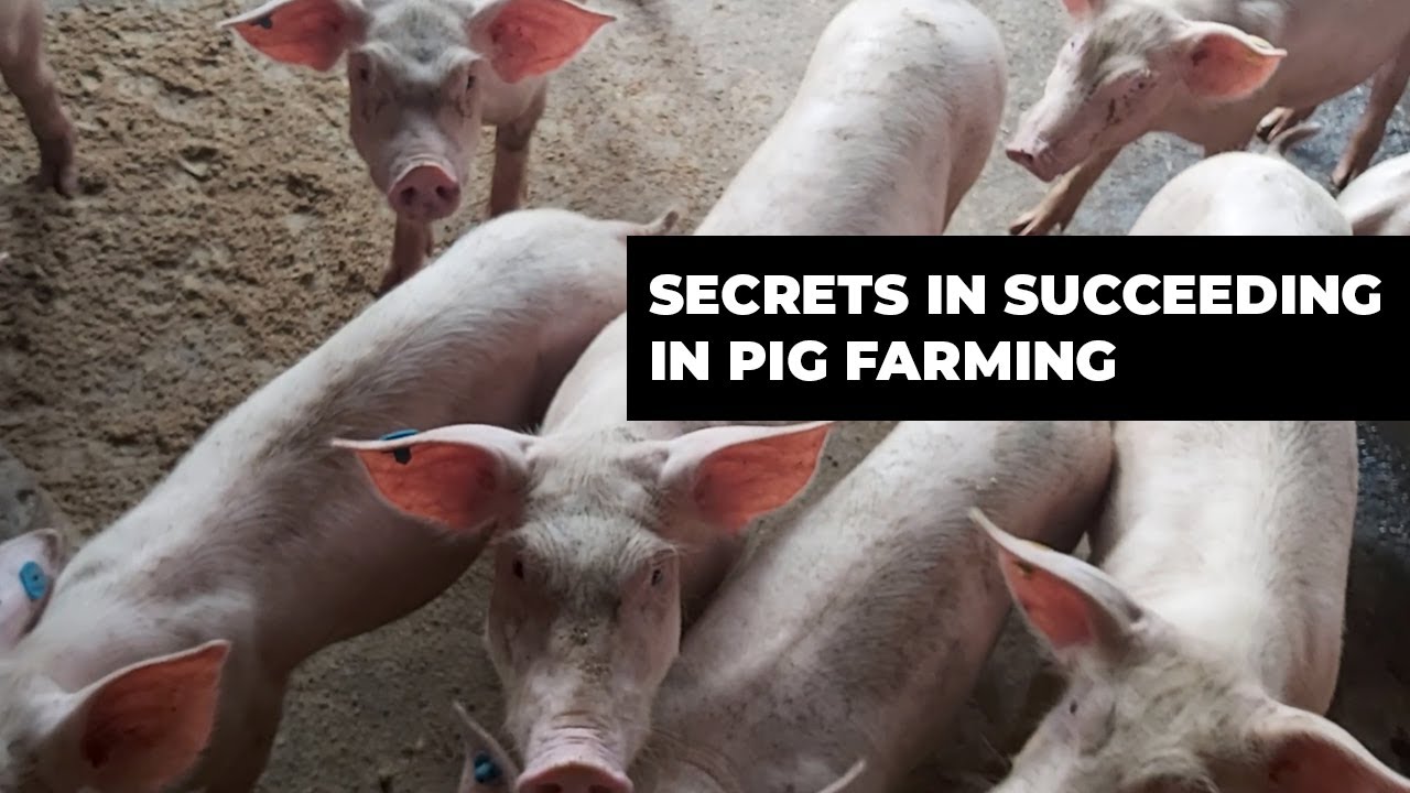 5 Major Secrets to Succeeding in Pig Farming - YouTube