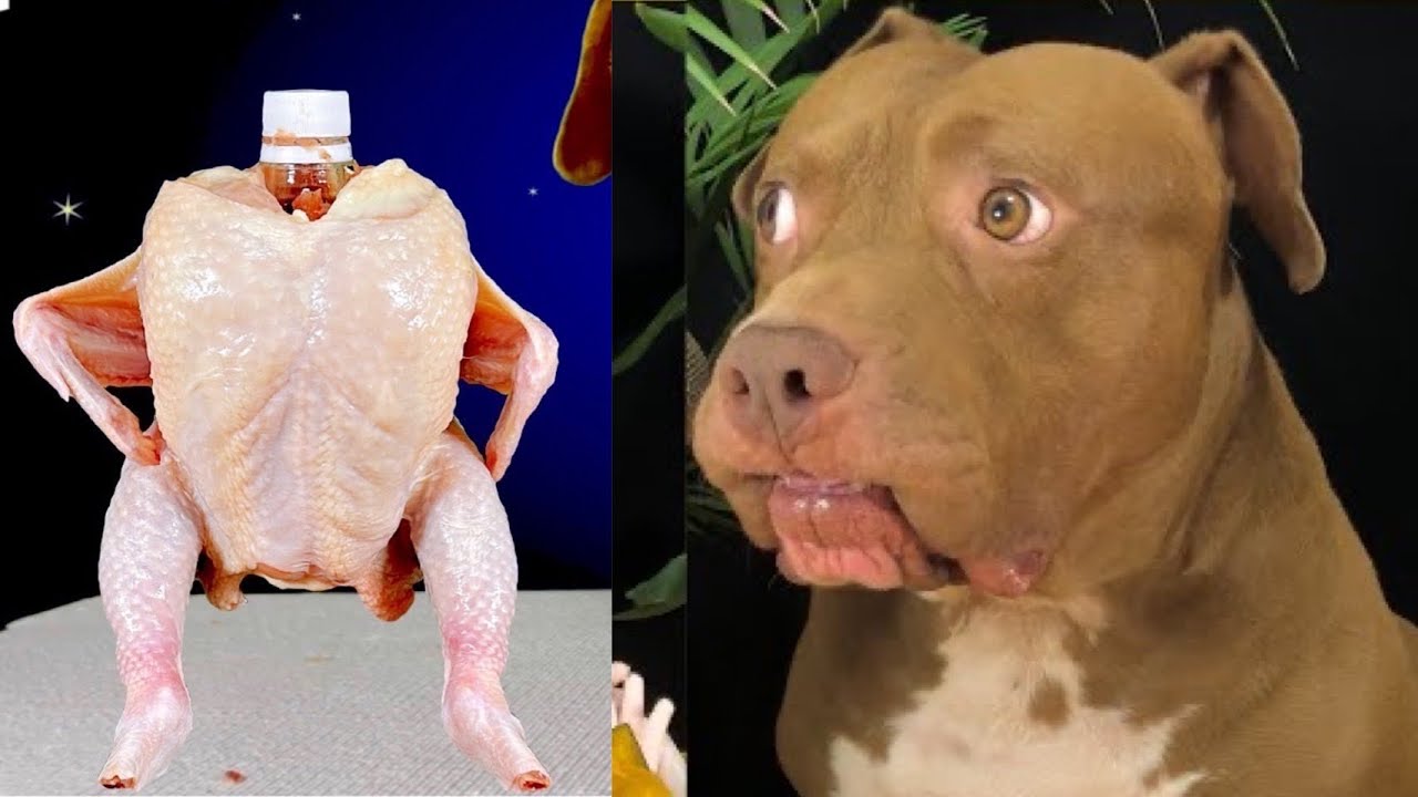 ASMR MUKBANG Pitbull Eating Raw Whole Chicken - YouTube