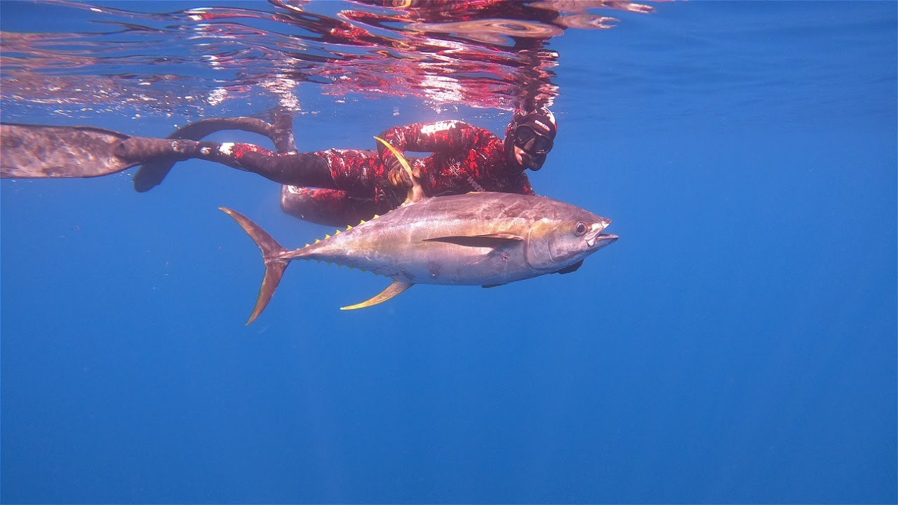 Wettie TV | TUNA Madness | SPEARFISHING YELLOWFIN Tuna in New Zealand ...