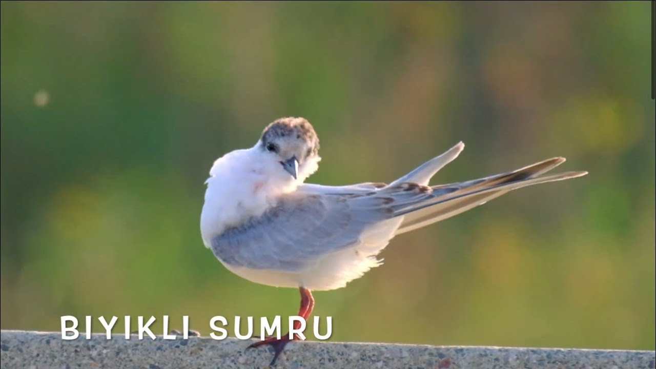 BIYIKLI SUMRU - BAYAĞI SUMRU - KARA SUMRU - KÜÇÜK SUMRU #SUMRU #BİRDS # ...