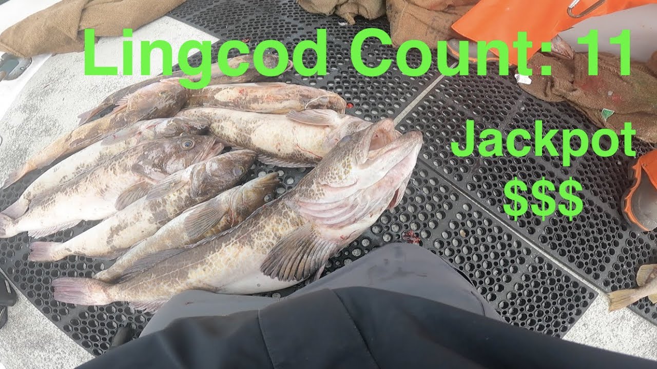 How to Catch Lingcod on Swimbaits | Tips and Tricks - YouTube