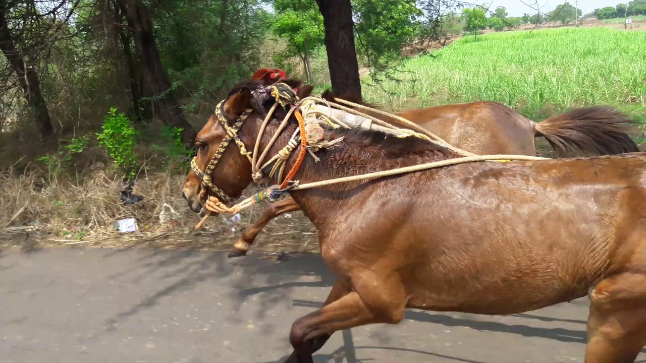 Horse rice in NPR - YouTube