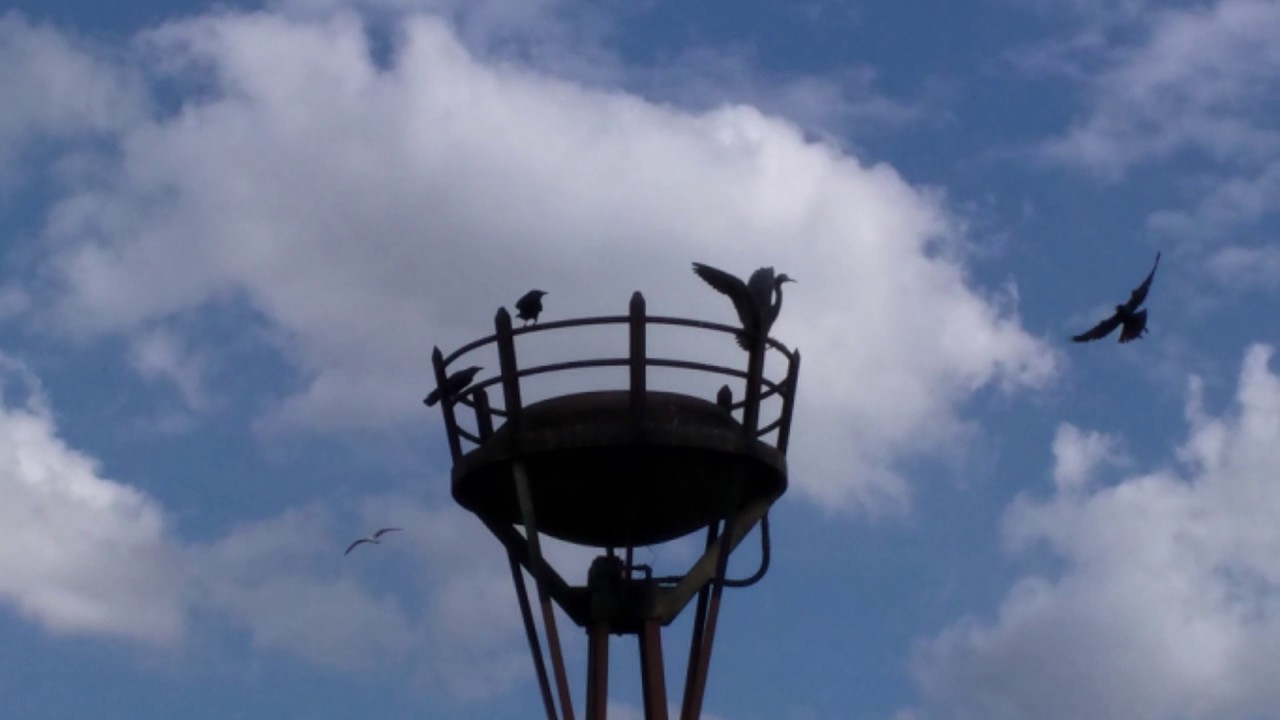 Travel: Disney birds at Epcot - YouTube