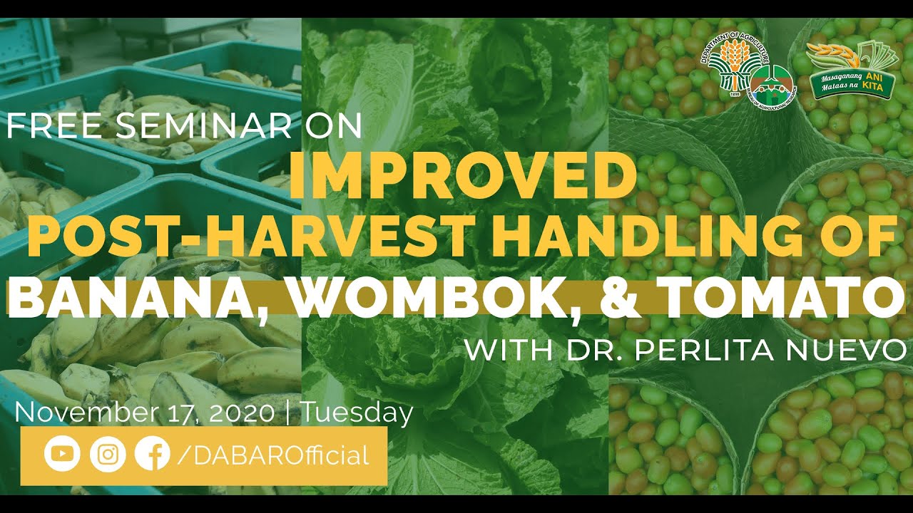 Improved Post-harvest Handling for Banana, Wombok and Tomato - YouTube