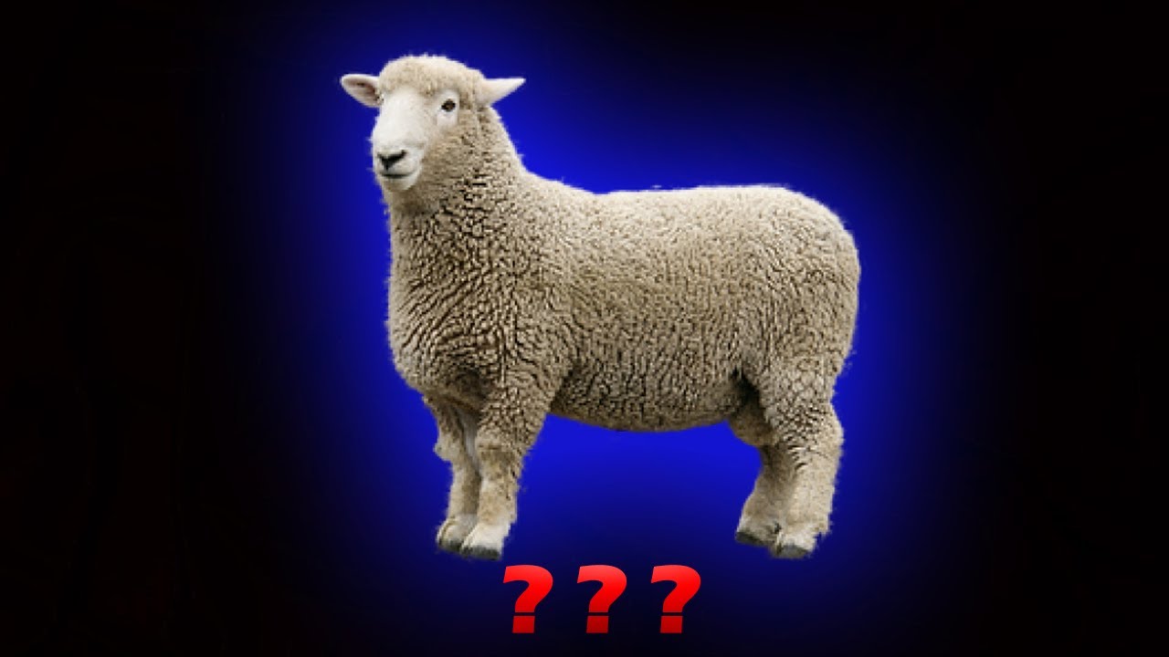 Sheep Sound Variations in 41 Second - YouTube