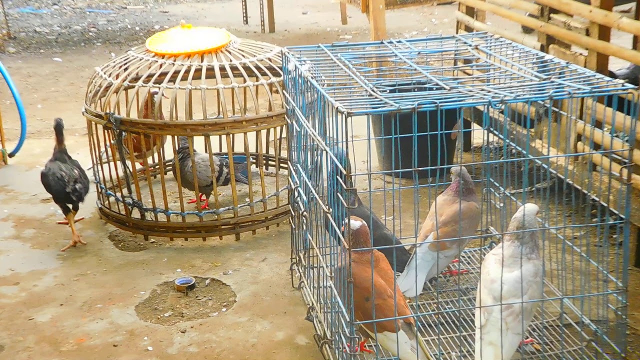 GREBEK BURUNG MERPATI TRITIS DAN BLEWUK MAS PELO MERSI # ...