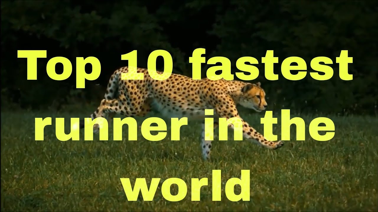 Fastest Animals in the World: Fastest Runners in the Animal Kingdom ...