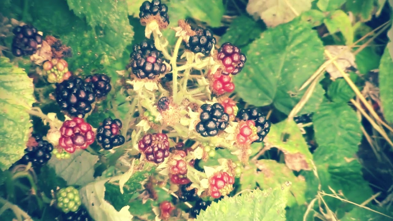 Walking the Flash By Ian Roscoe - YouTube