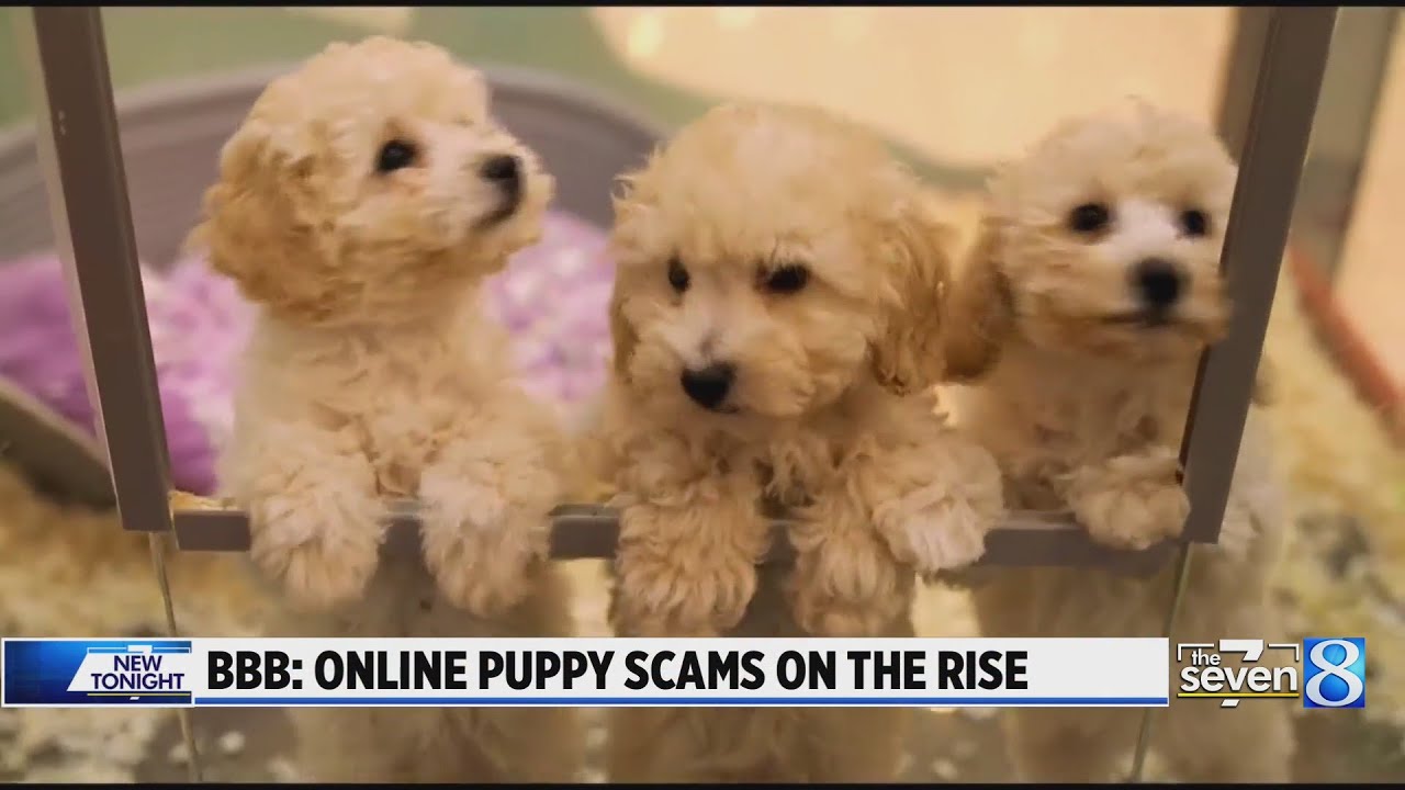 Does that dog exist? Online puppy scams on the rise, BBB says - YouTube