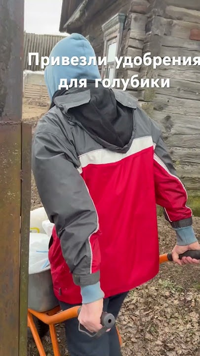 Удобрения для голубики. Весенняя подкормка голубики. Чем подкормить ...