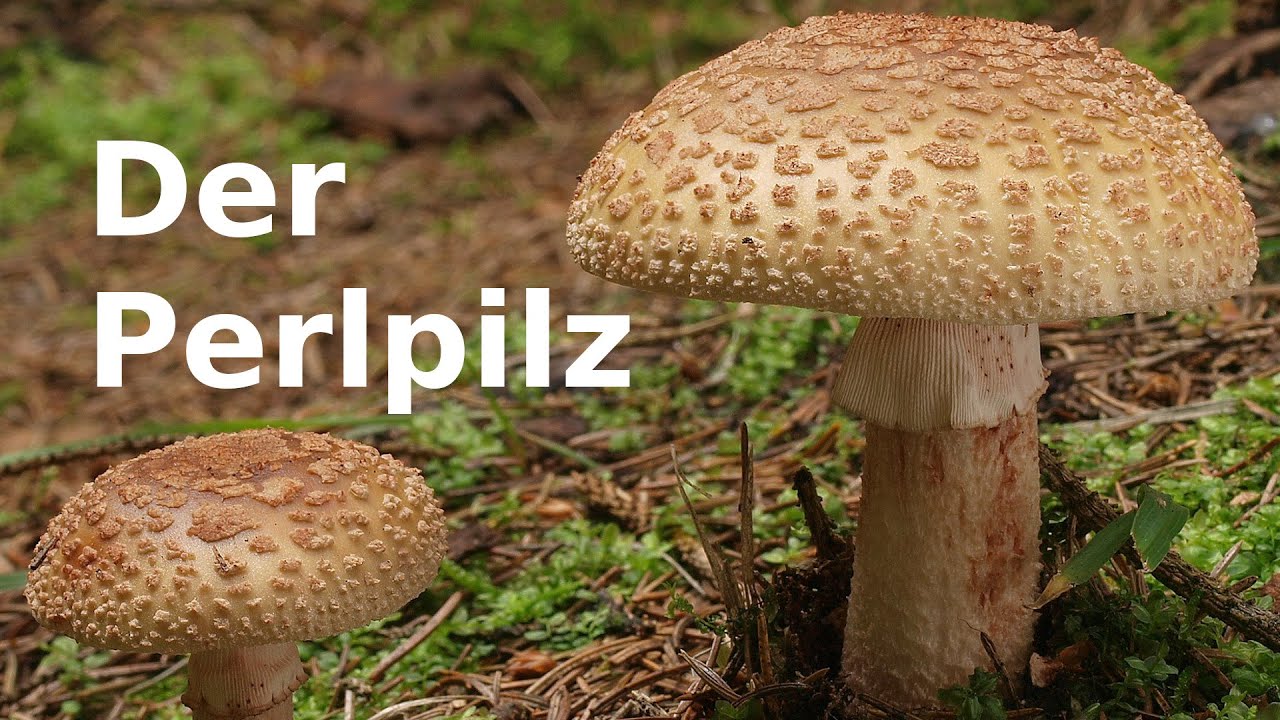 Pilzportrait - Der Perlpilz - YouTube