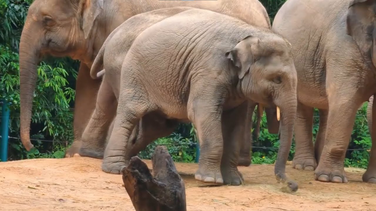 Animal World | Life of Elephant, Tiger, Monkey, Sloth, Langur in The ...