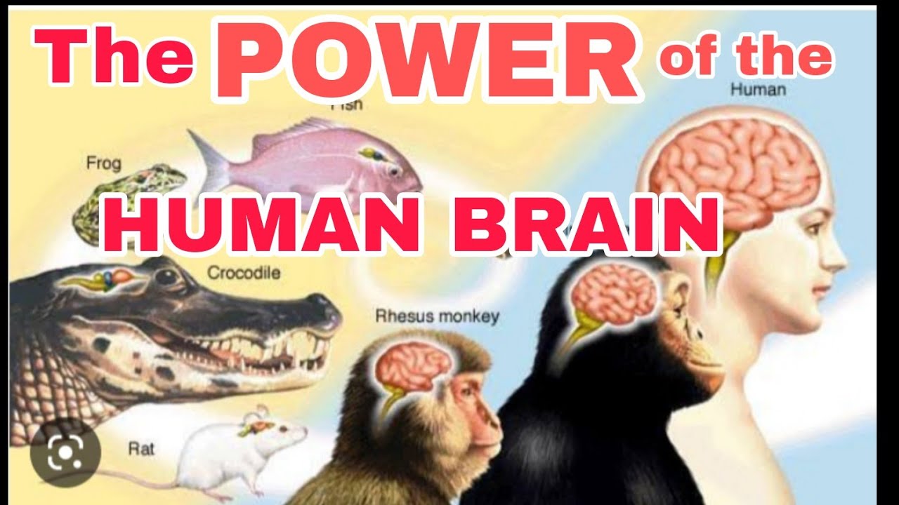 NEW BRAIN (Left&Right Brain) vs OLD BRAIN(Subconscious brain) - YouTube
